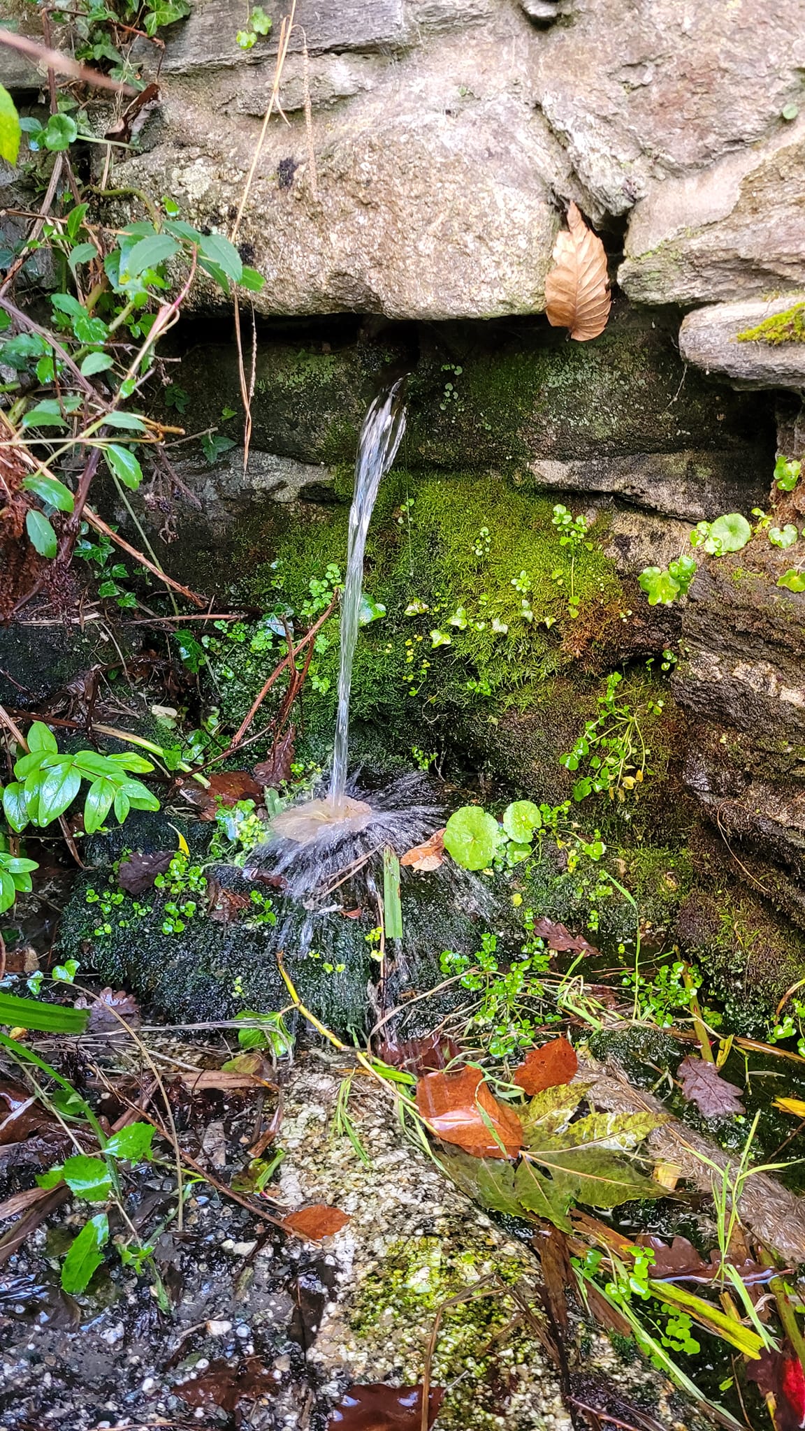 St Cadoc's Shute, Lostwithiel - Find A Spring